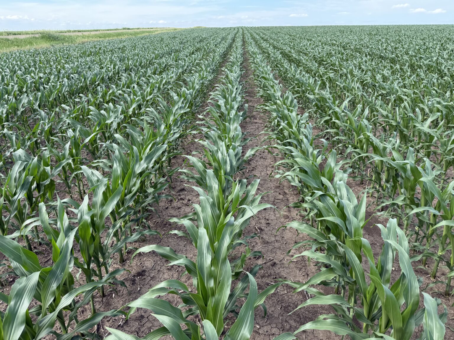 June 18, 2026 | Northwest Iowa Crop Conditions | Stalcup Ag Service
